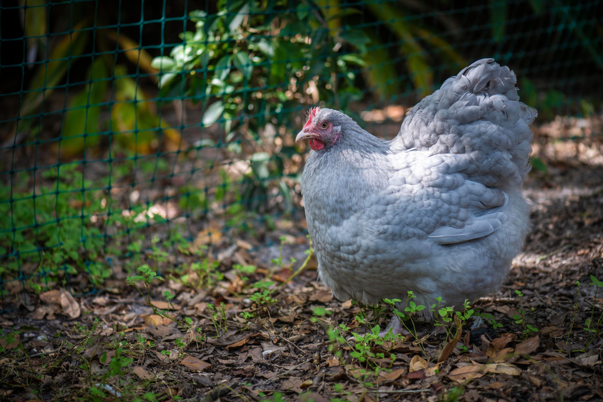 Breeding Terms and Genetic Terminology - Backyard Poultry